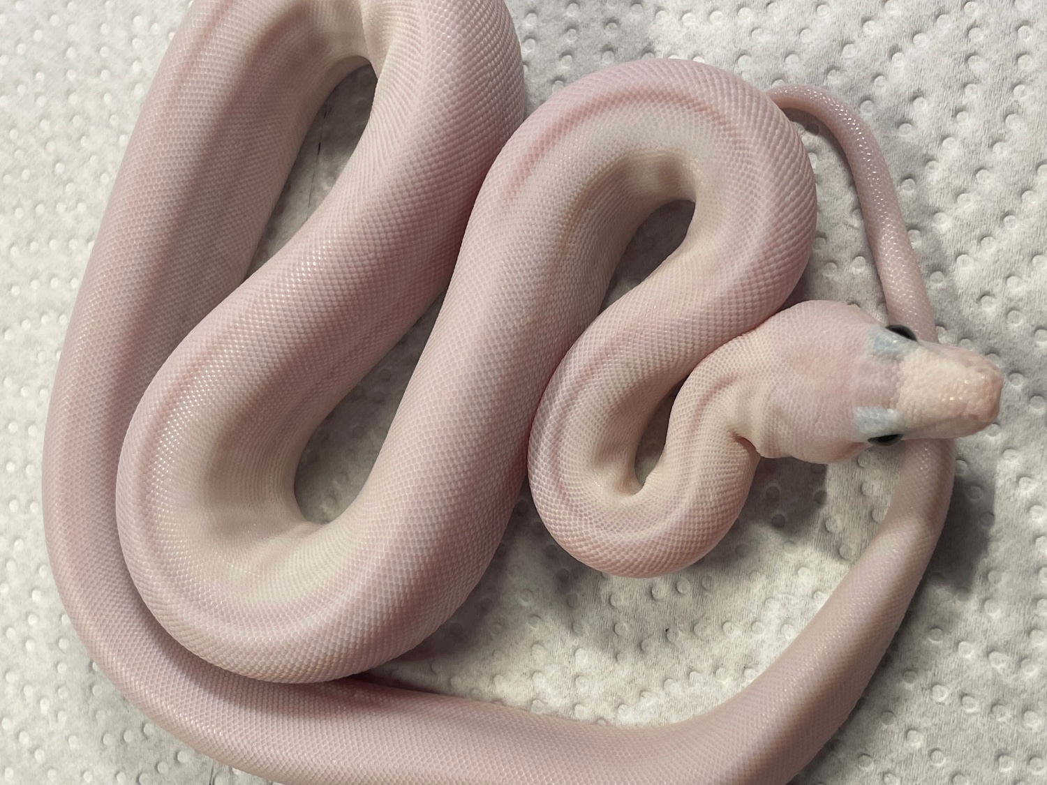 Super Fire Boa Constrictor by Constrictor Capital - MorphMarket