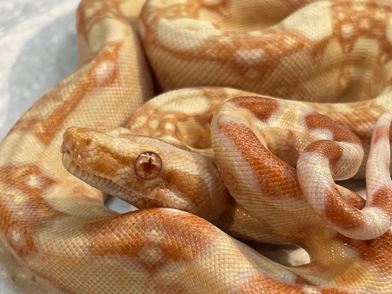 FUN PROJECT | ALBINO 66% Het BLIZZARD & SNOW Boa Constrictor by ...