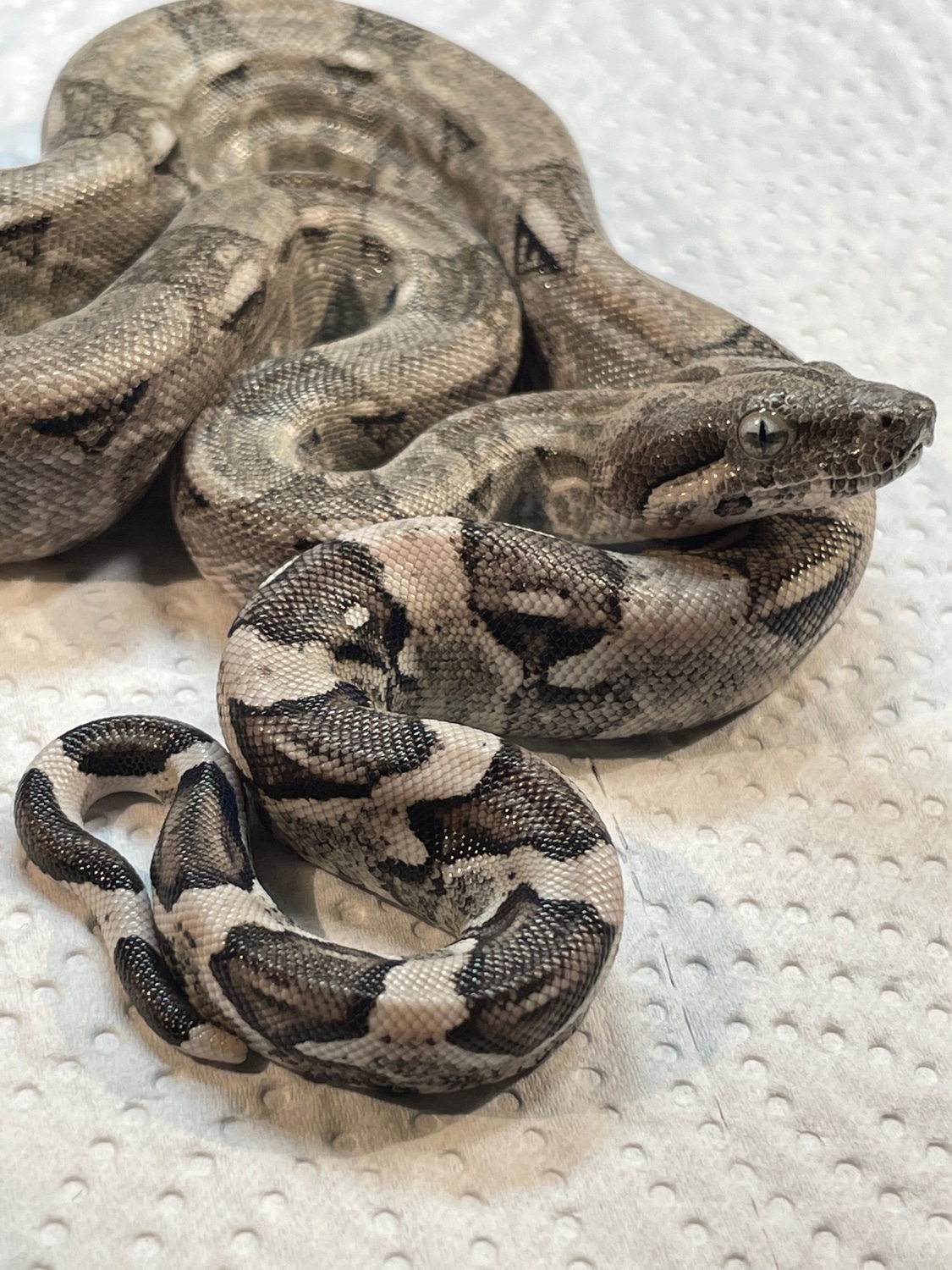 T1 Anery With RDR Tail 🤯 FUN Double Recessive Project Boa Constrictor ...