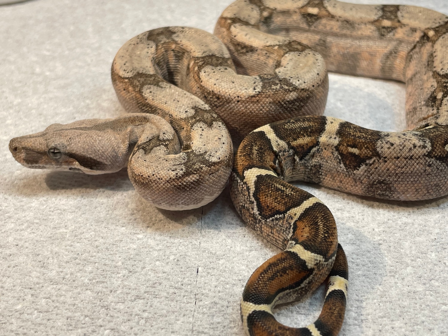 (35% OFF) Fire 100% Het Anery (LOOK AT DAD) Boa Constrictor by ...