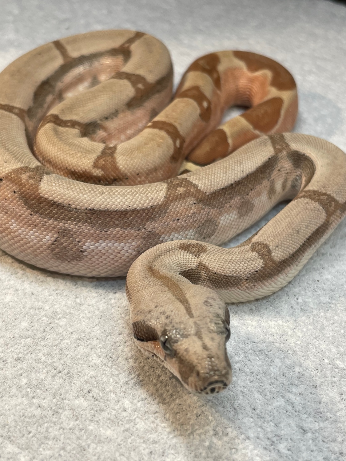 Hypo Fire 100% Het GHOST From High Rise White Wall X Super Fire ...