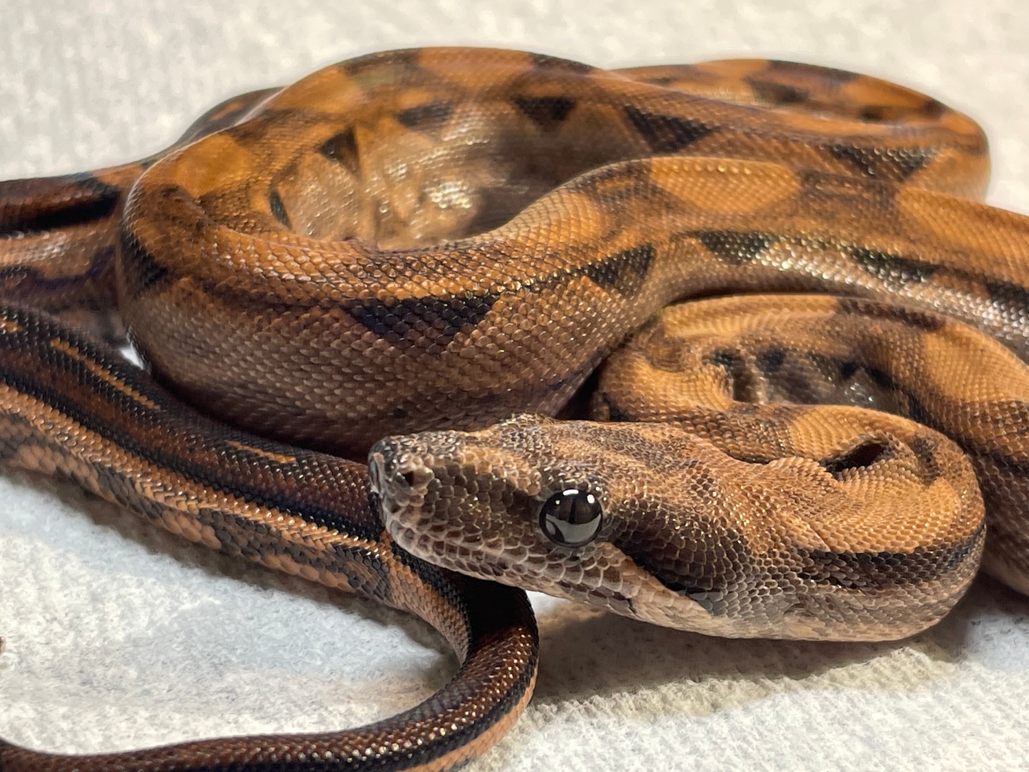Motley Blood (RED) 2/3rd Het Red Dragon Boa Constrictor by Constrictor ...