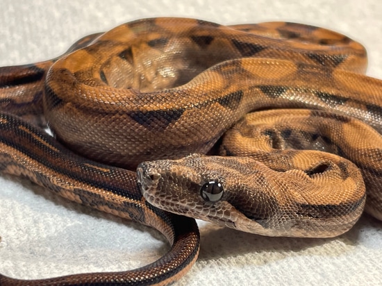 Motley Blood (RED) 2/3rd Het Red Dragon Boa Constrictor by Constrictor ...
