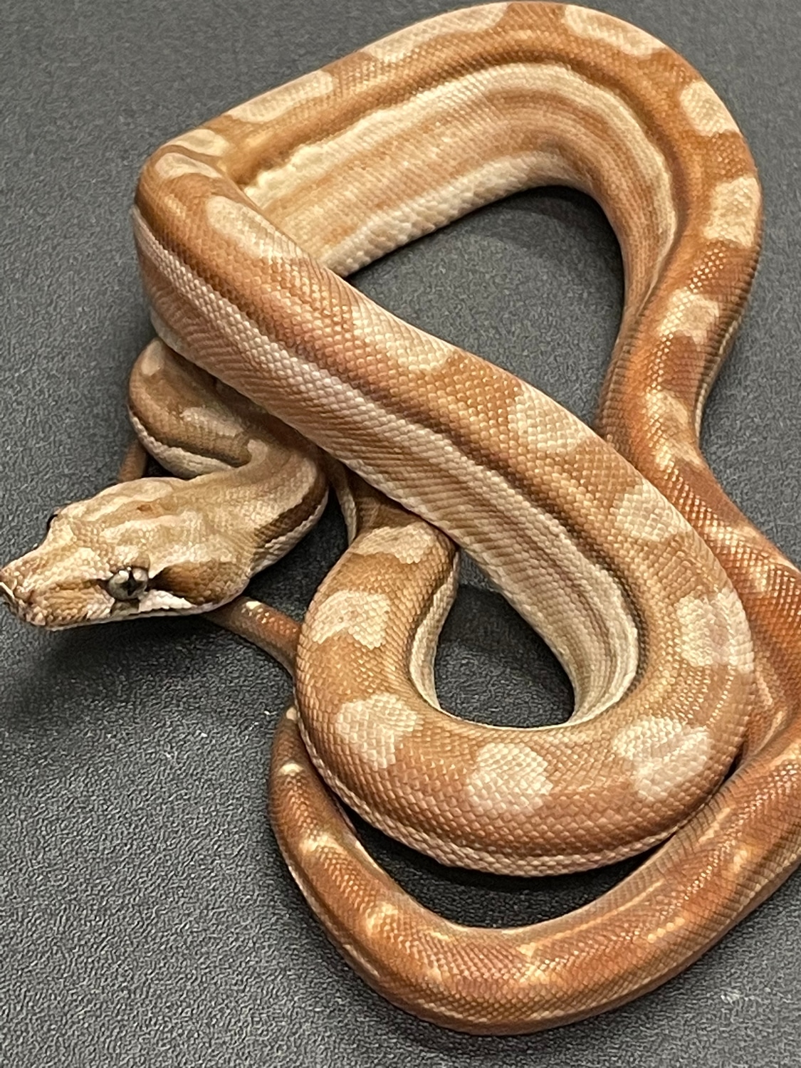 T+ INCA Motley Combo | Power House Central Combo Boa Constrictor by ...