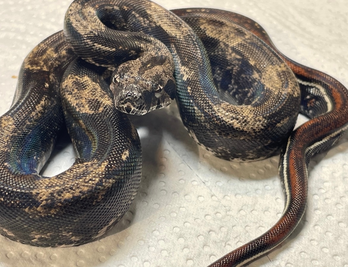 IMG 66% Het Red Dragon - AMAZING Boa Constrictor by Constrictor Capital ...