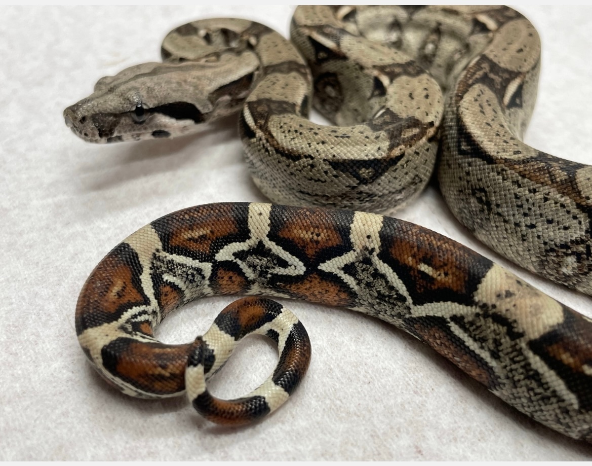 (50% OFF) Normal DH Snow Boa Constrictor by Constrictor Capital ...