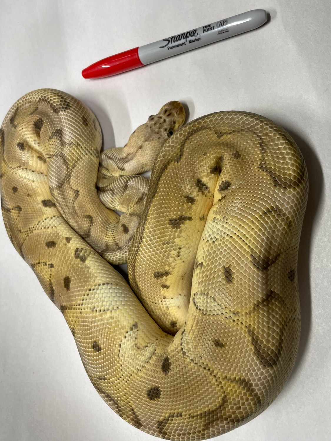 Orange Dream Clown (Pos Pastel) Ball Python by Constrictor Capital ...
