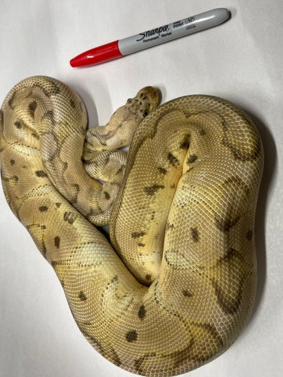 Orange Dream Clown (Pos Pastel) Ball Python by Constrictor Capital