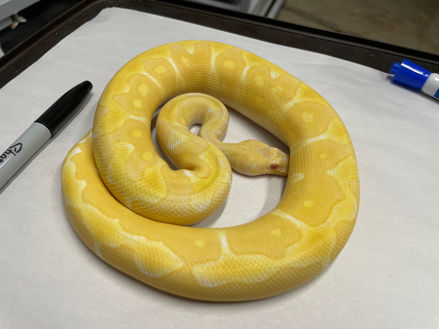 Leopard Poss Super Leopard Pastel Albino Het Clown Ball Python by ...