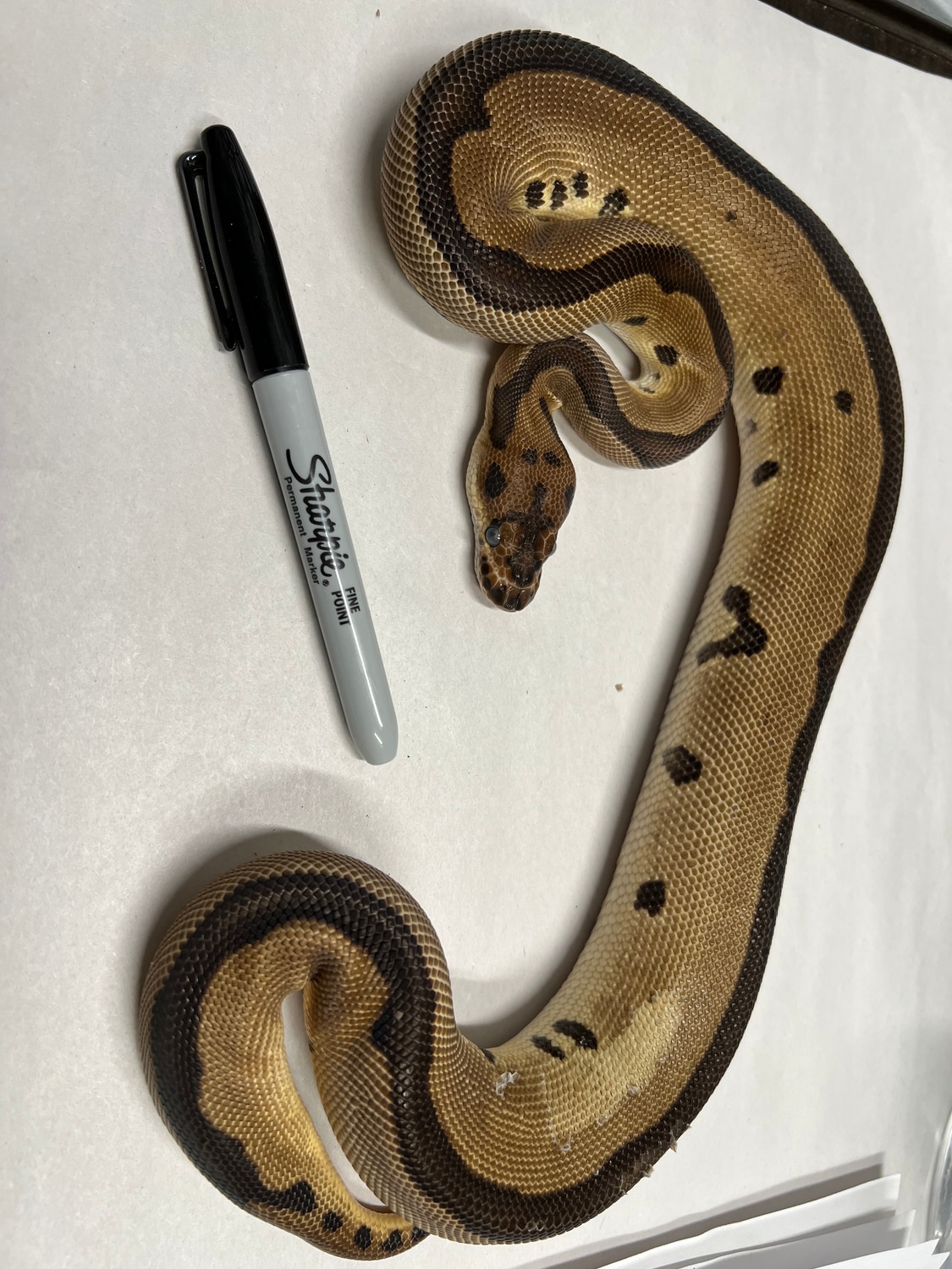 Leopard Blade Clown Ball Python by Constrictor Capital - MorphMarket
