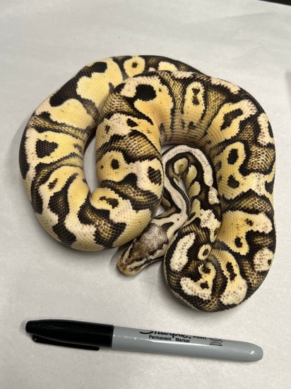 15% OFF LISTING | Yellow Belly Firefly Het Clown Ball Python by ...