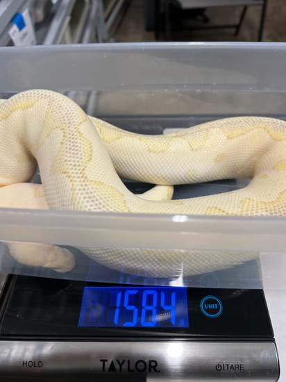 (20% OFF) Firefly (Poss Super Pastel) Lesser Blade Clown Ball Python by Constrictor Capital
