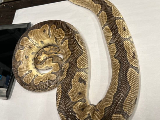 Clown Proven Female Ball Python by Constrictor Capital