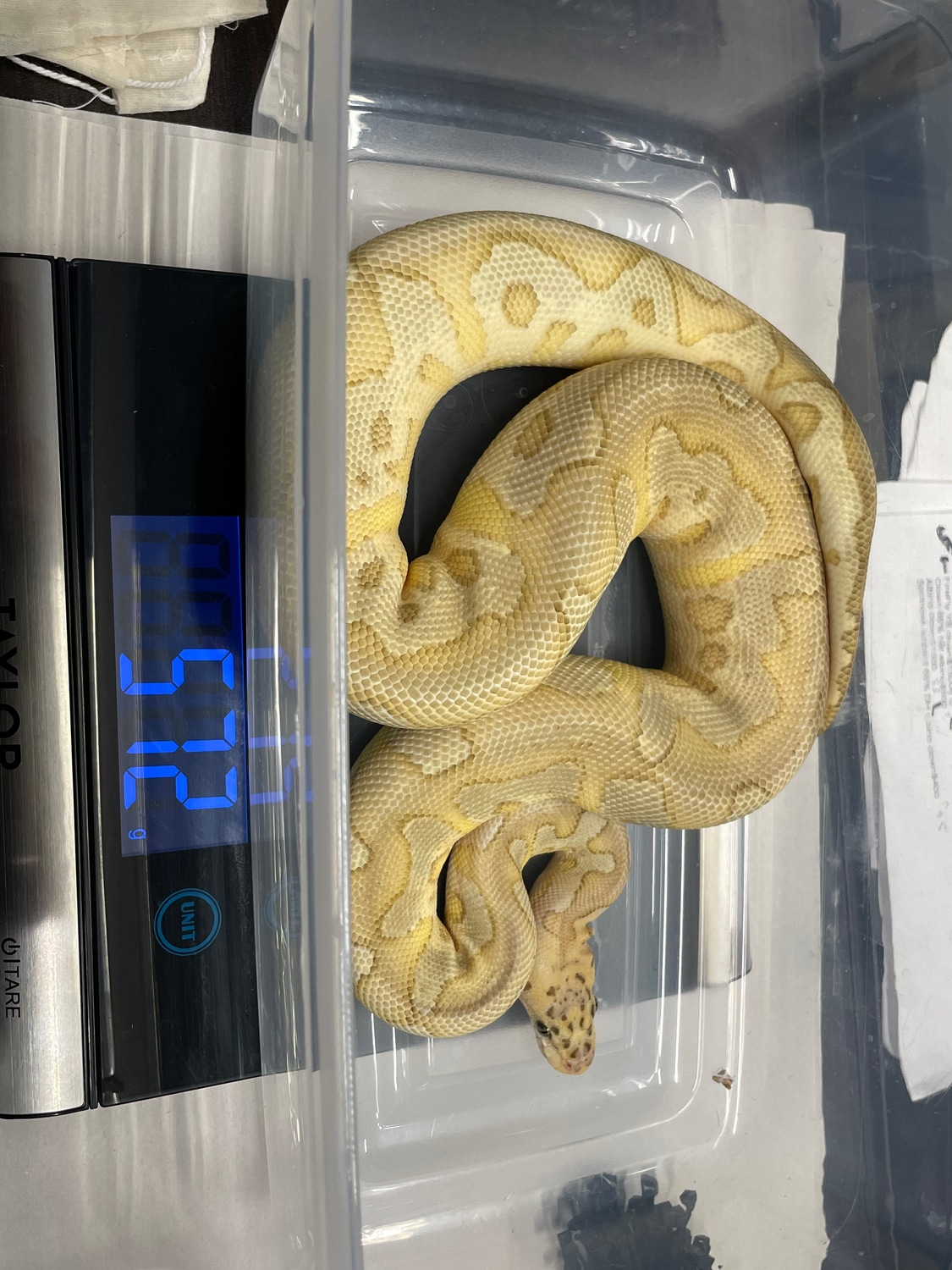 Pastel Butter Gohst Clown Ball Python by Constrictor Capital - MorphMarket