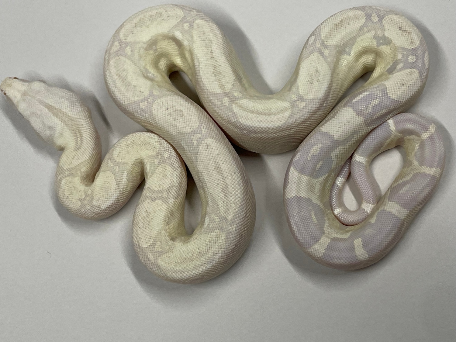 Perfect Snow Female Boa Constrictor by Constrictor Capital - MorphMarket