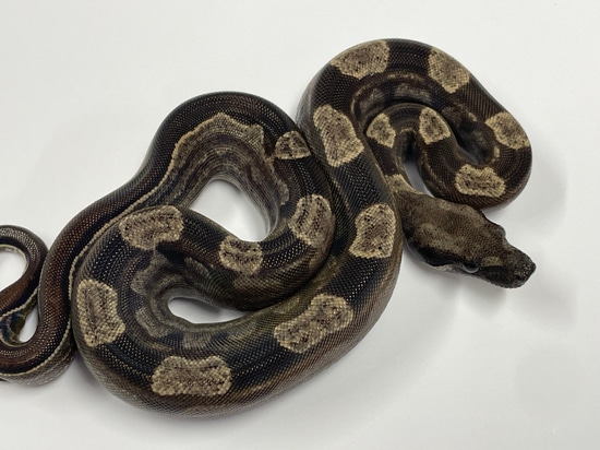 20% OFF Listing | IMG Motley: WANT ALL BLACK Boa Constrictor by ...