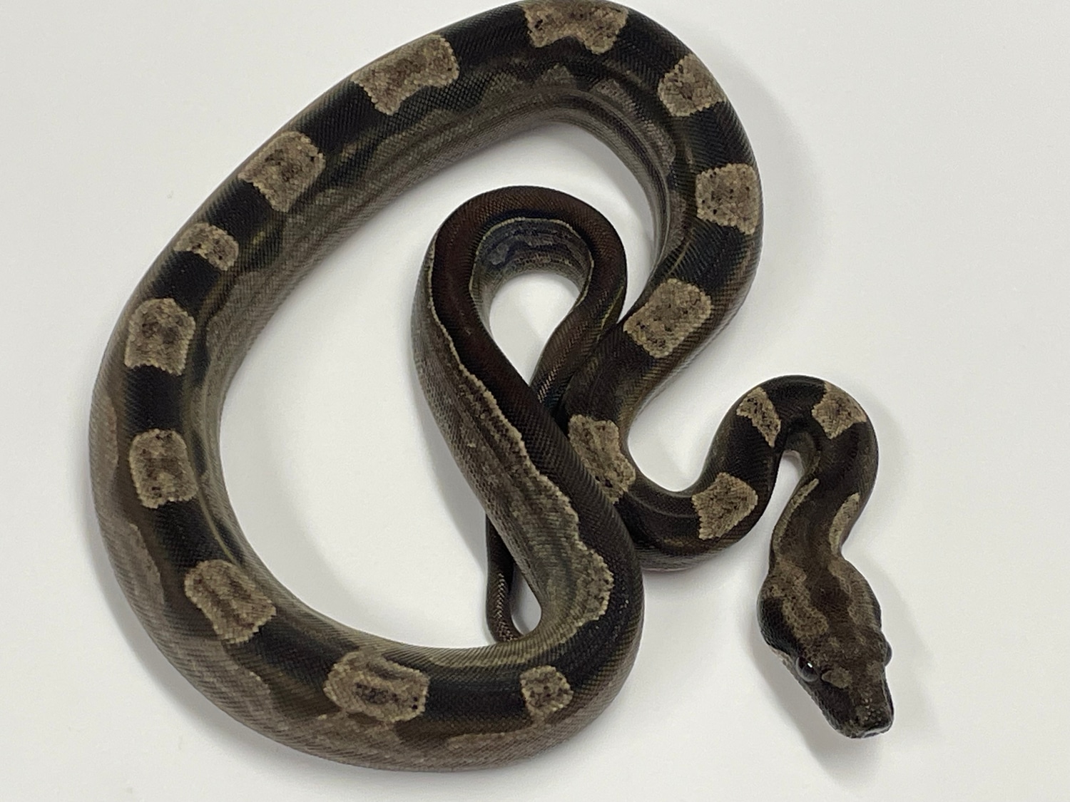 10% OFF | IMG Motley | WANT ALL BLACK? Boa Constrictor by Constrictor ...