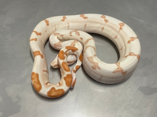 Sunglow (Most Likely Super) Boa Constrictor by Constrictor Capital