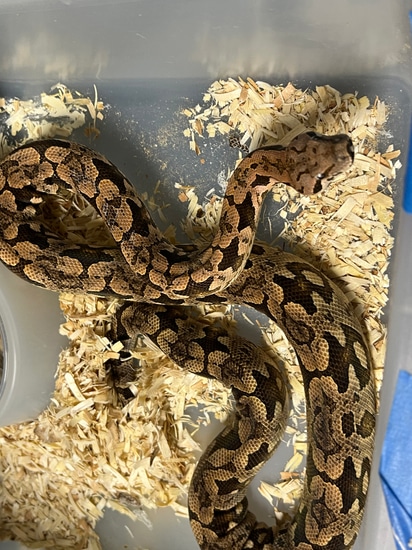 Dumeril Boa Adult Male Dumeril's Boa by Constrictor Capital