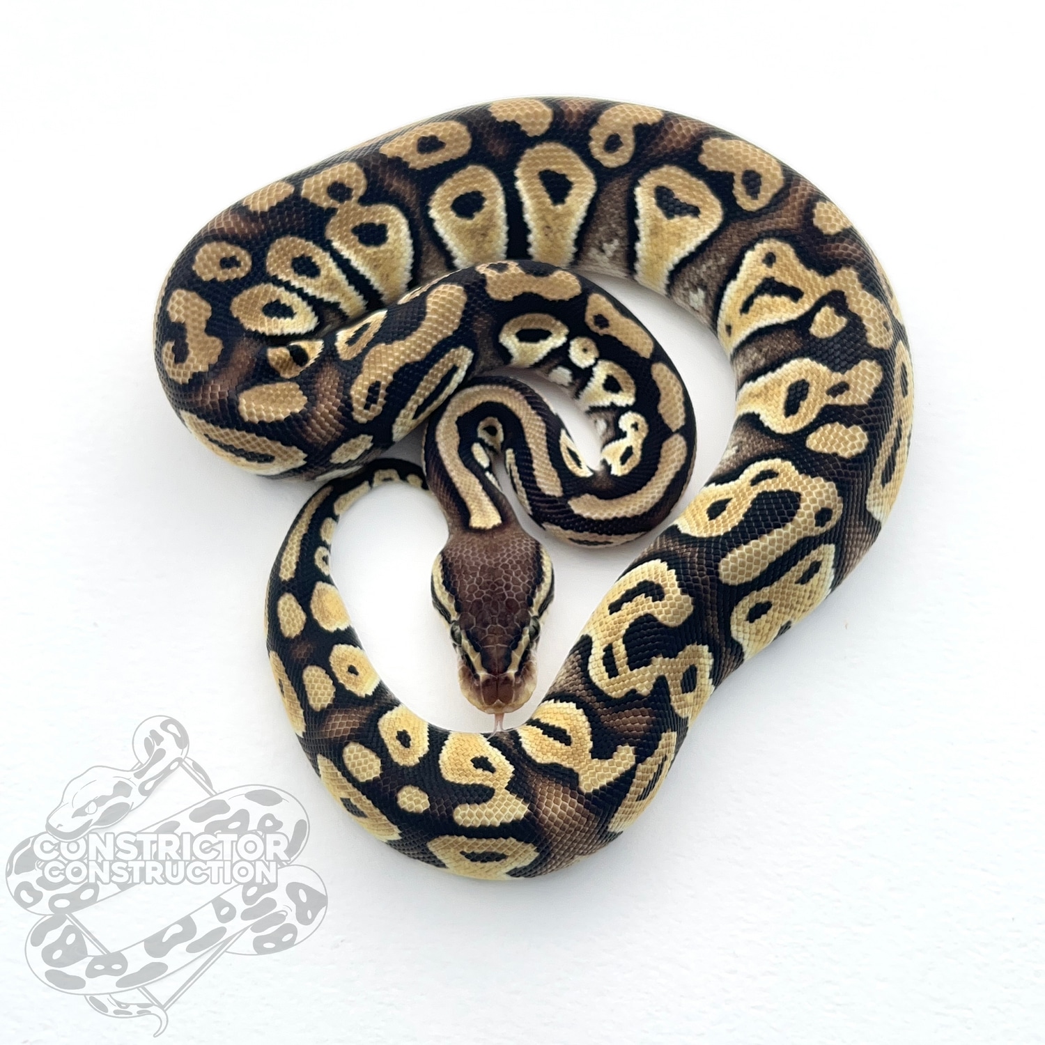 Pastel Mystic 50% Het Clown Ball Python by Constrictor Construction ...
