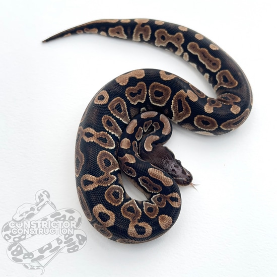 Scaleless Head Cinnamon 66% Het Ultramel Ball Python by Constrictor ...