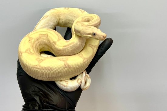 0,1 Hypo Crystal 50% Het VPI Pos Super Hypo Boa Constrictor by ...