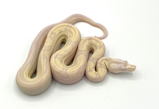 0,1 Moonglow Motley Pos Super Boa Constrictor by Constrictors.de