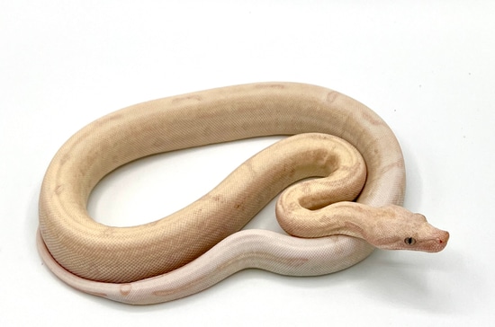 0,1 Hypo Crystal Pos Super Pos Het VPI Boa Constrictor by Constrictors.de