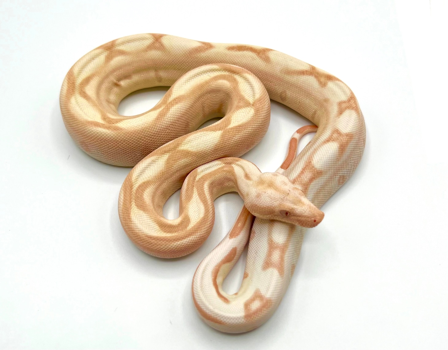 0,1 VPI T+ Sunglow Crystal Boa Constrictor by Constrictors.de - MorphMarket