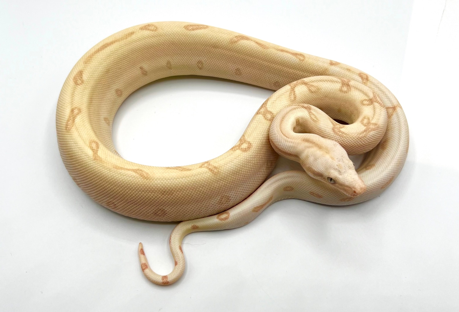 0,1 Hypo Crystal Pos Het VPI Pos Jungle Boa Constrictor by Constrictors ...