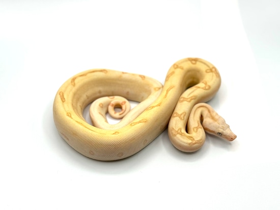 0,1 Hypo Crystal Pos Het VPI Pos Jungle Boa Constrictor by Constrictors.de
