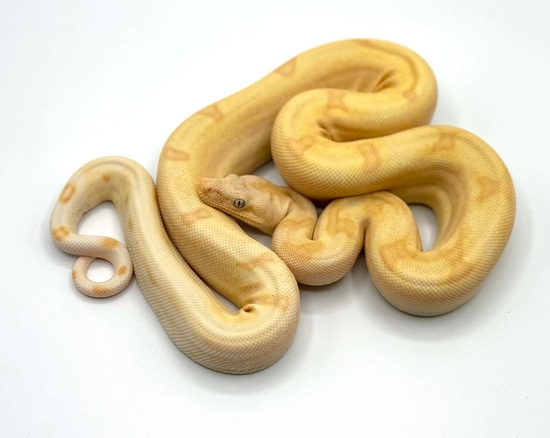 1,0 Hypo Crystal Pos Het VPI Boa Constrictor by Constrictors.de