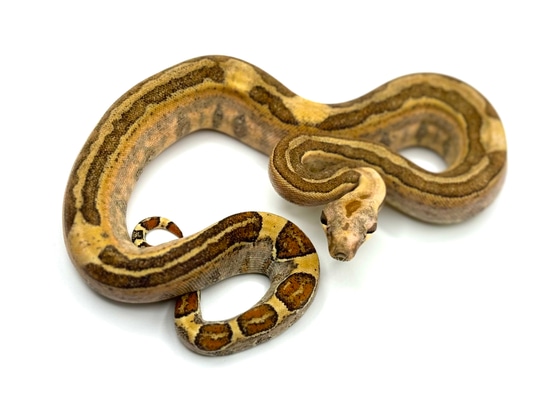 1,0 Labyrinth Fire Boa Constrictor by Constrictors.de