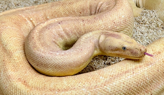 0,1 Hypo Crystal Boa Constrictor by Constrictors.de