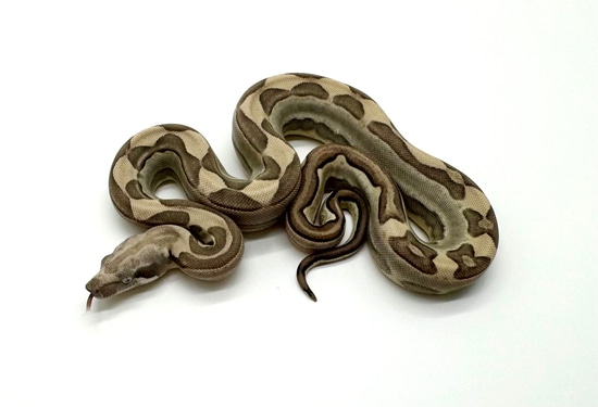 1,0 Anery Motley Labyrinth 100% Het Snow Boa Constrictor by Constrictors.de