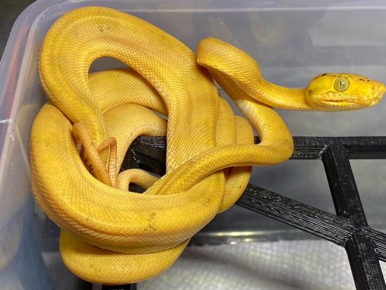 CBB Yellow Amazon Tree Boa by Constrictors Canada