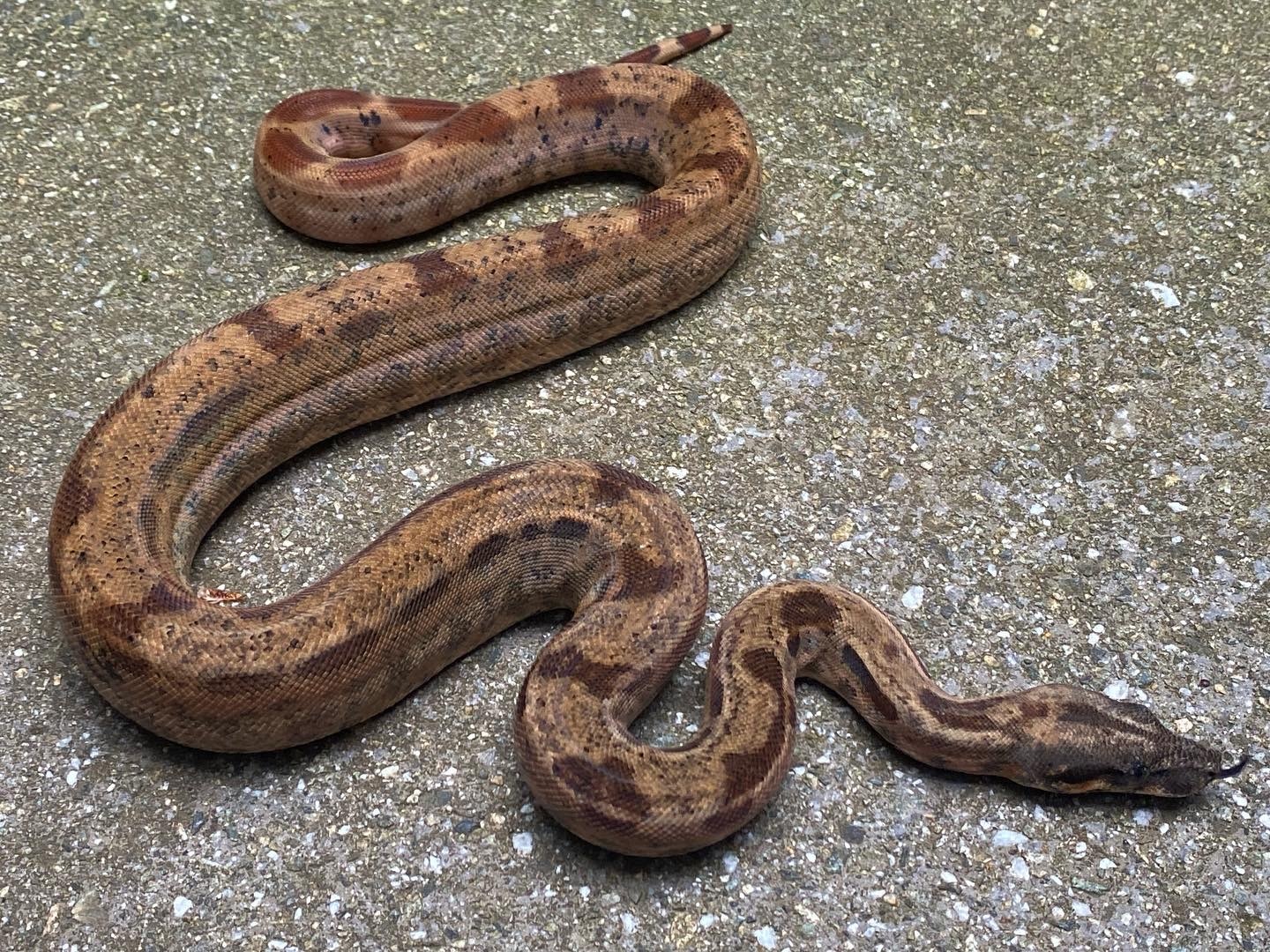 Salmon Motley 100% Leopard Boa Constrictor by Constrictors Canada ...