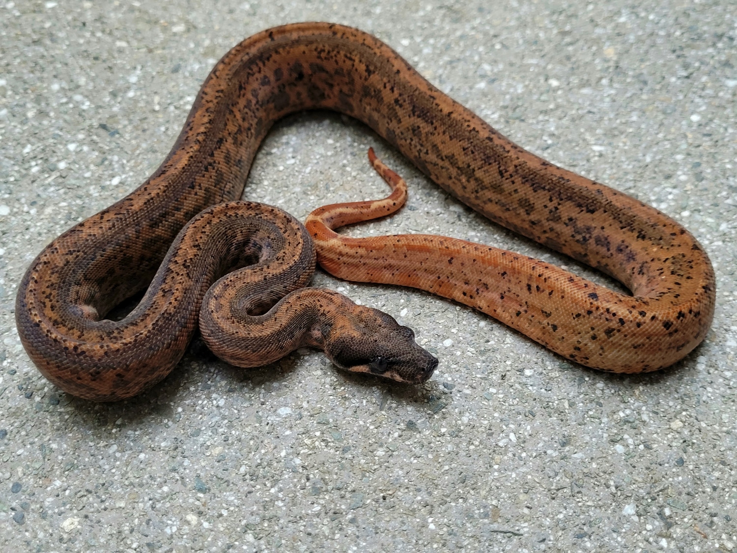 Salmon Eclipse Boa Constrictor by Constrictors Canada - MorphMarket