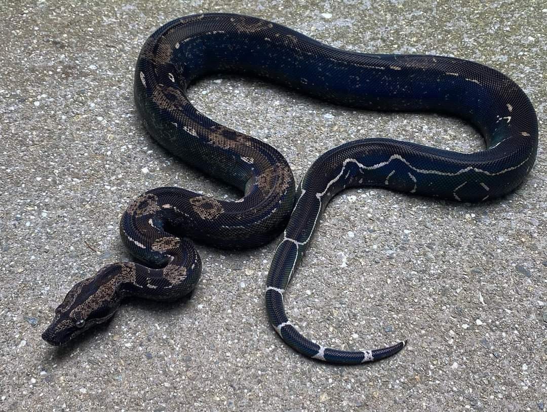 Anery IMG 100% Leopard Boa Constrictor by Constrictors Canada - MorphMarket