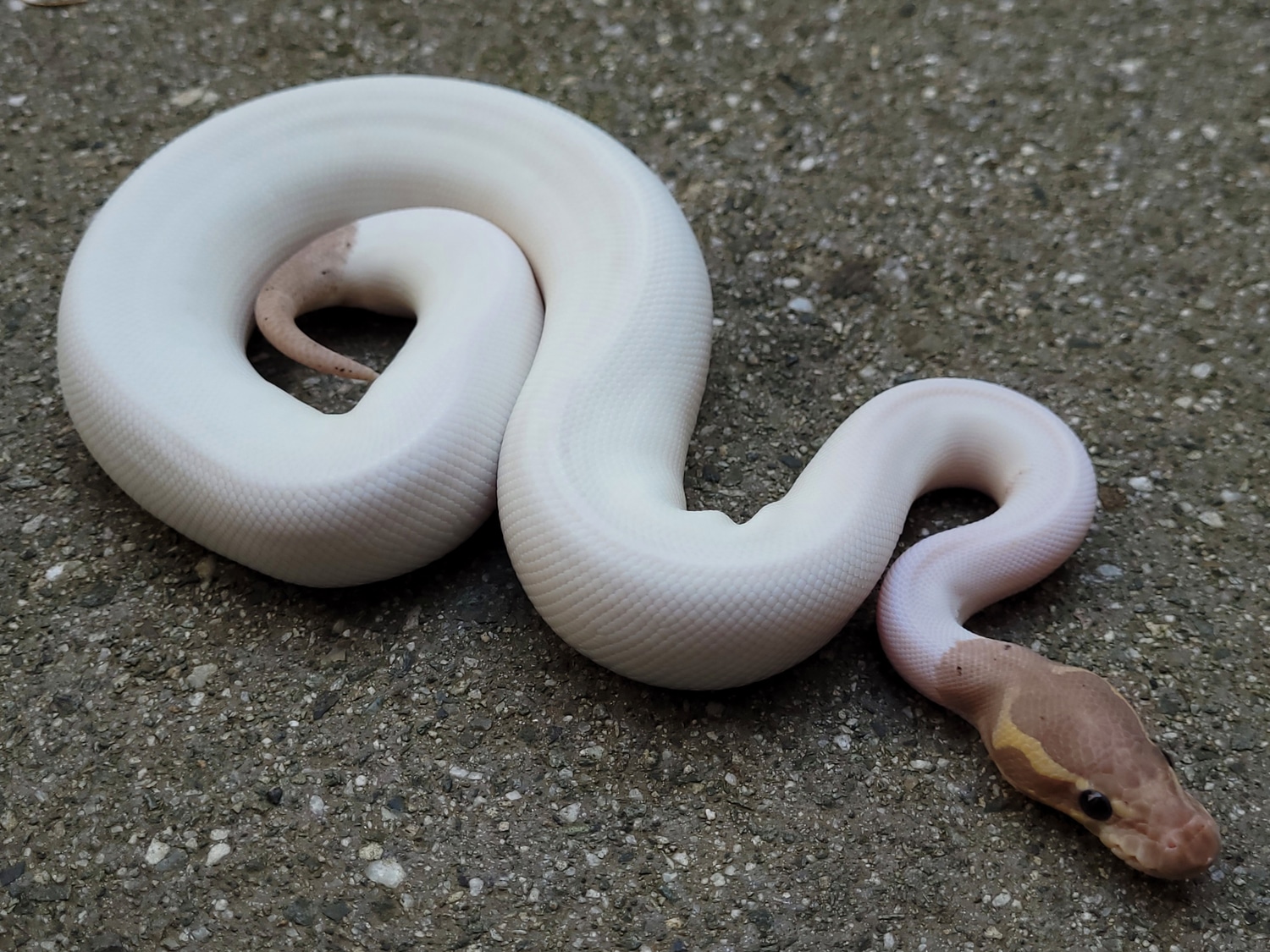 Coral Glow Black Pastel Pied Ball Python by Constrictors Canada ...