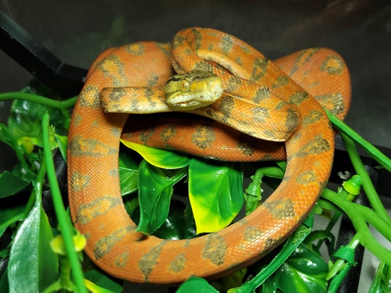 Orange Bicolour Amazon Tree Boa by Constrictors Canada