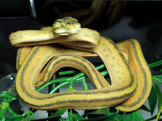 Yellow Tiger Amazon Tree Boa by Constrictors Canada