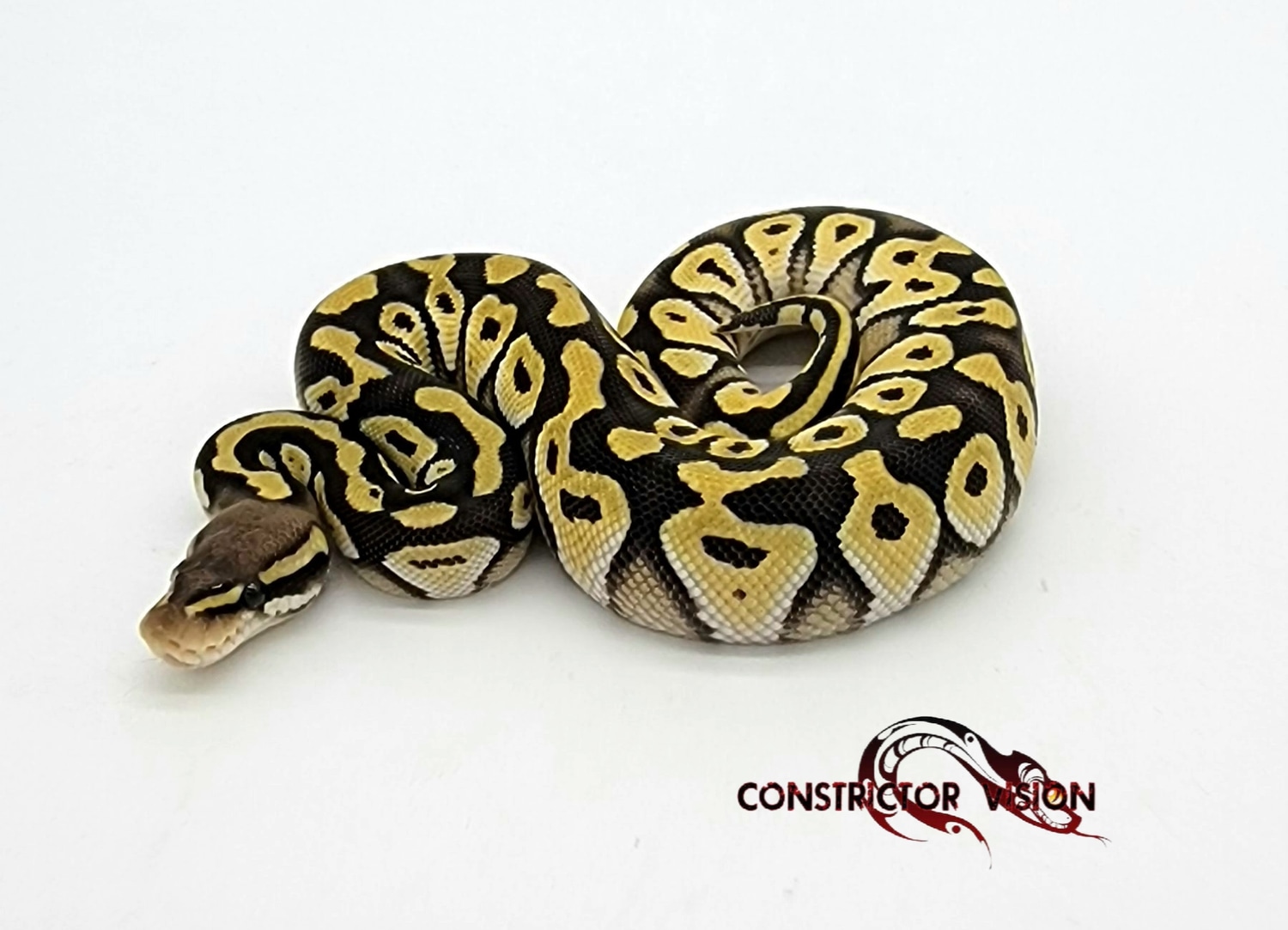 Pastave Het Vpi Axanthic Ball Python by Constrictor Vision - MorphMarket
