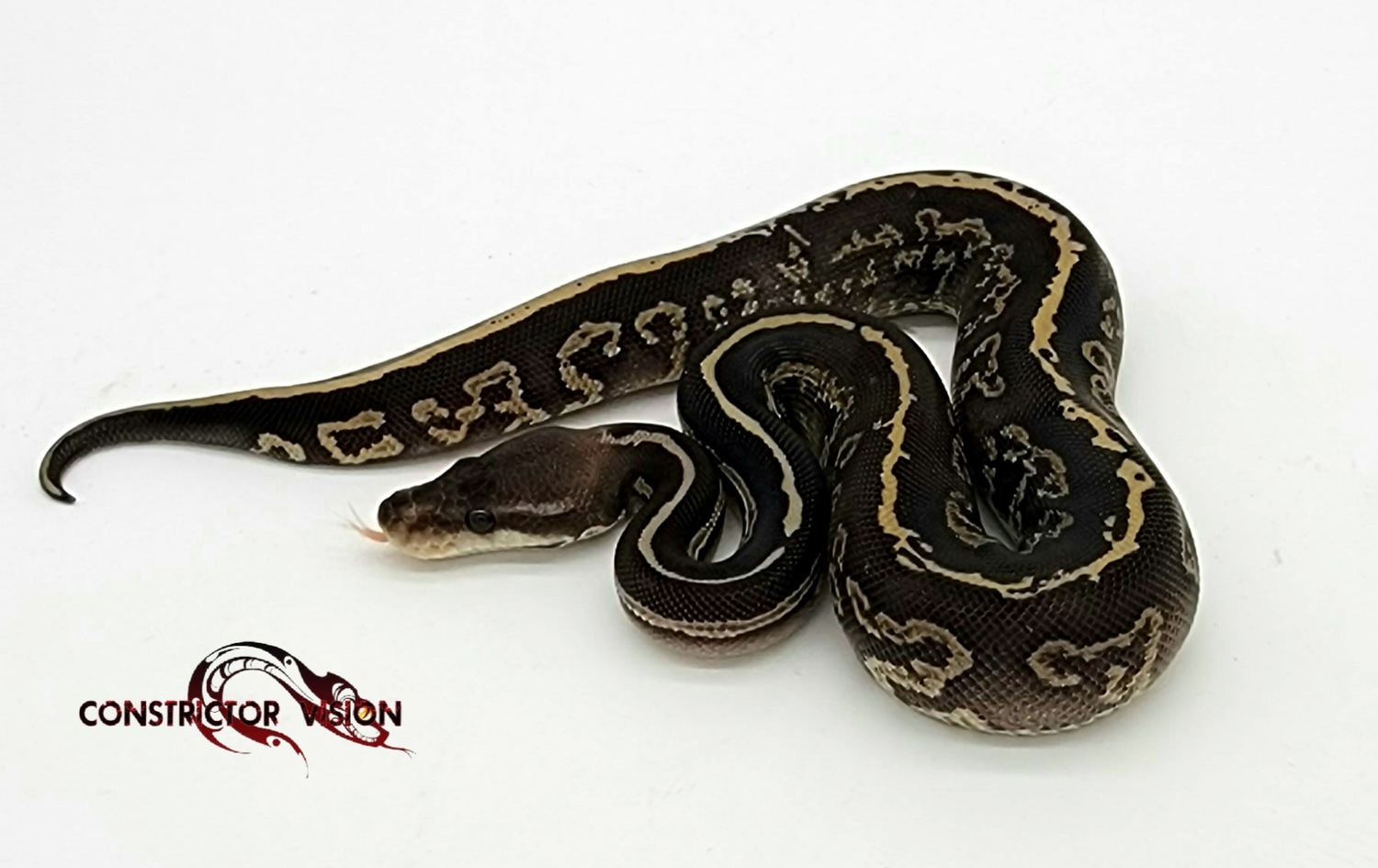 Confusion Black Pastel Mojave Het Vpi Axanthic Ball Python by ...