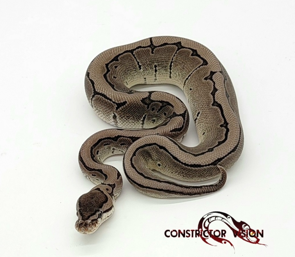 Vpi Axanthic Pinstripe 66% Het Pied Ball Python by Constrictor Vision ...