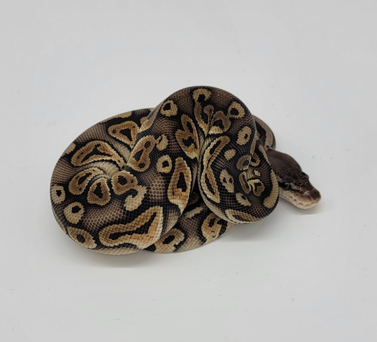 Black Pewter 100% Het Clown Ball Python by Constrictor Vision