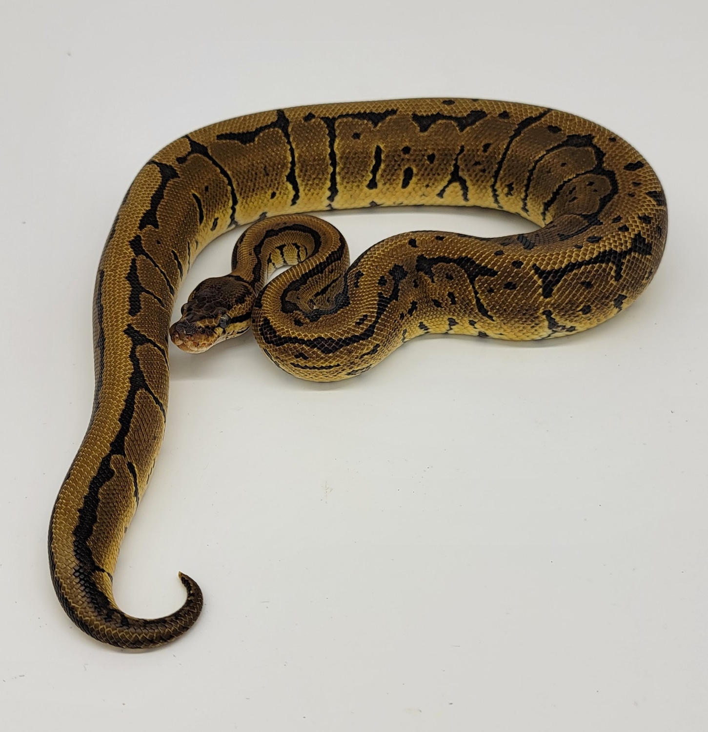 Confusion Pinstripe Ball Python by Constrictor Vision - MorphMarket