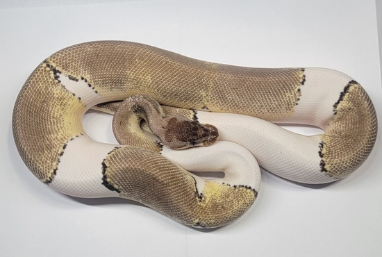 Vpi Axanthic Pinstripe Pied Ball Python by Constrictor Vision