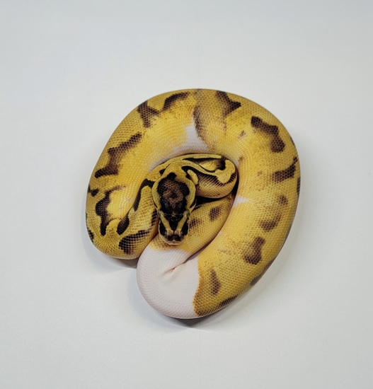 Pastel Enchi Pied Het Vpi Axanthic Ball Python by Constrictor Vision