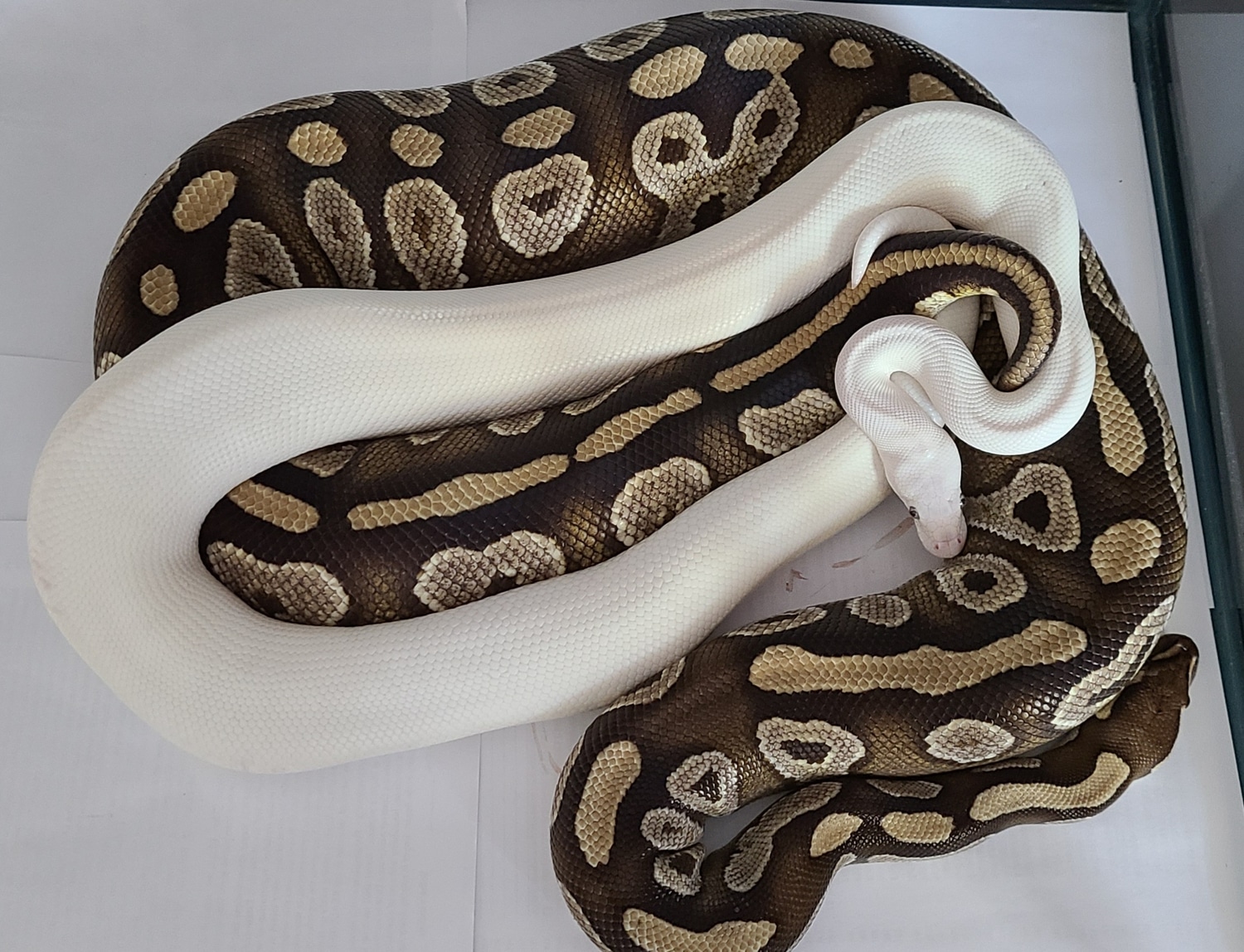 Lesser Mojave Breeder Male Ball Python by Day 55 Pythons - MorphMarket